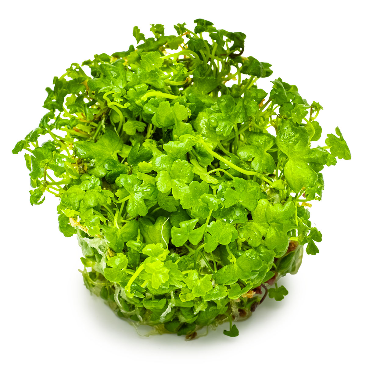 Hydrocotyle Tripartita 1-2-Grow!